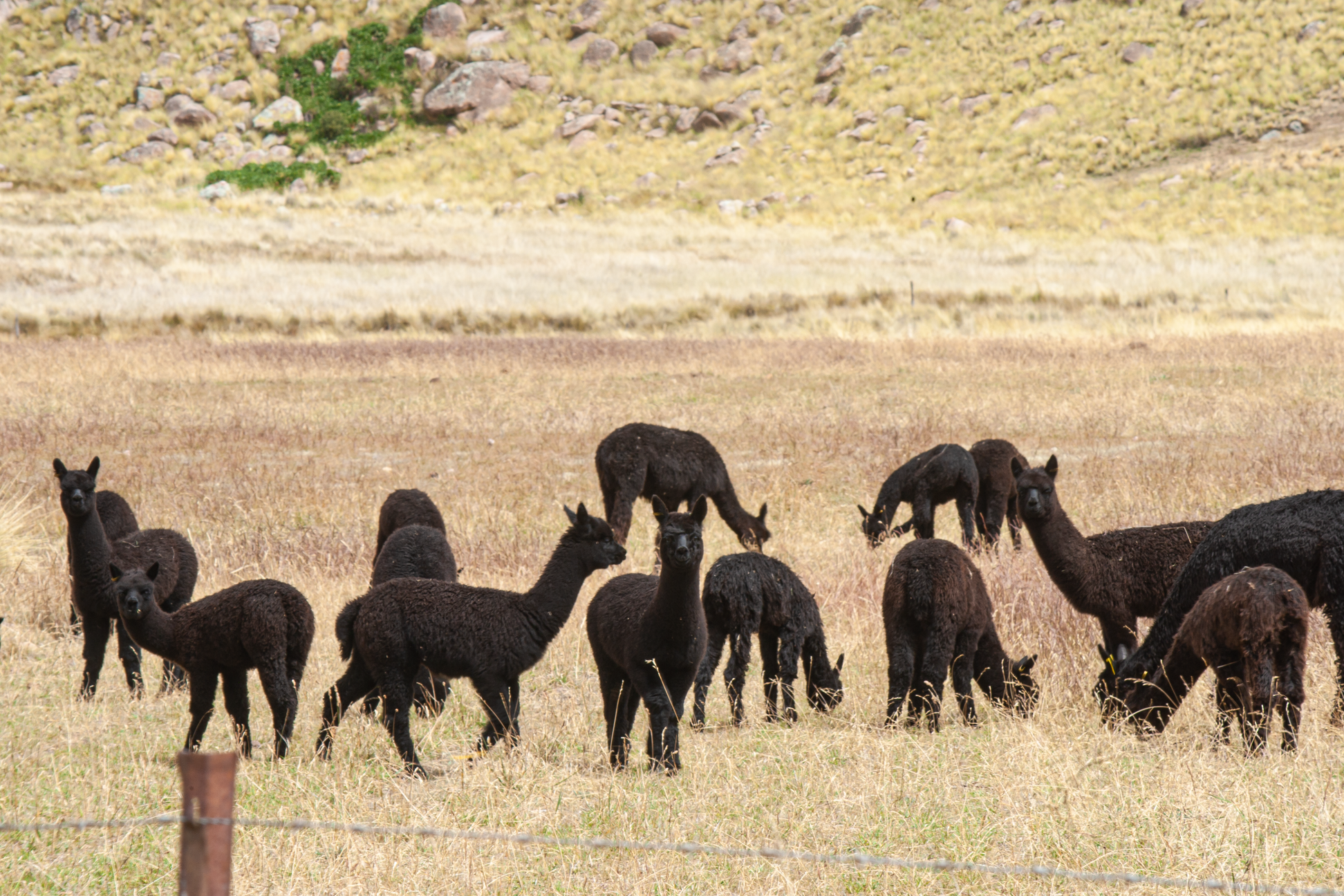 Wool paca: alpaca wool directly from the farm in Peru